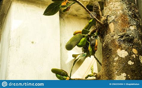 Small Jackfruit In Jackfruit Tree Stock Image