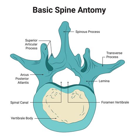 Basic Spine Anatomy Science Design Vector Illustration 38010611 Vector