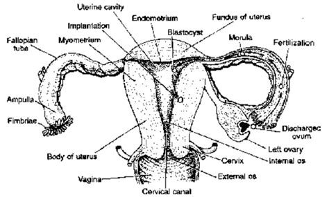 44 Label The Structures Of The Female Reproductive System