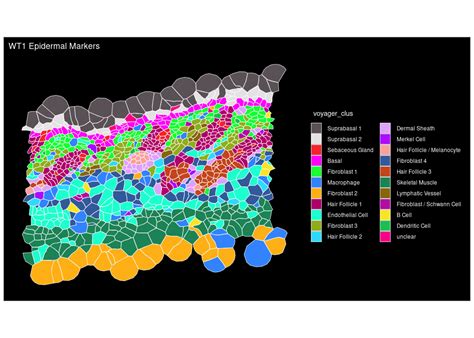 Plotting Molecules In Imagedimplot To Display Spatial Correlation · Issue 6871 · Satijalab