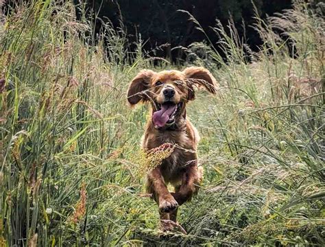 Living With A Working Cocker Spaniel Baldhiker