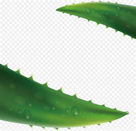手绘芦荟矢量素材png图片素材下载图片编号8044253 Png素材网