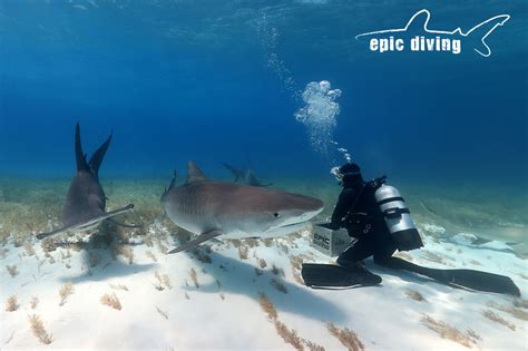 Tiger Beach Bahamas Diving In The Peak Season Epic Diving