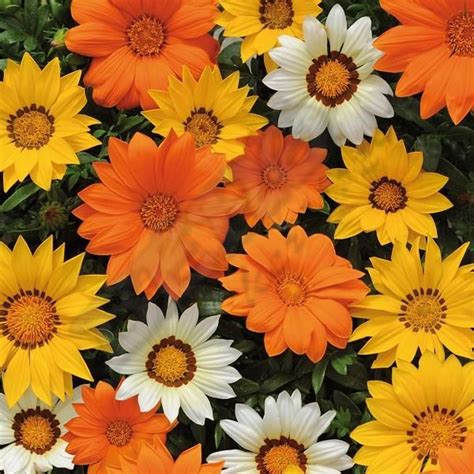 Kerti Gerbera Gazánia 2025 Tavasz Webshop