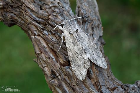 Convolvulus Hawk Moth Photos Convolvulus Hawk Moth Images Nature