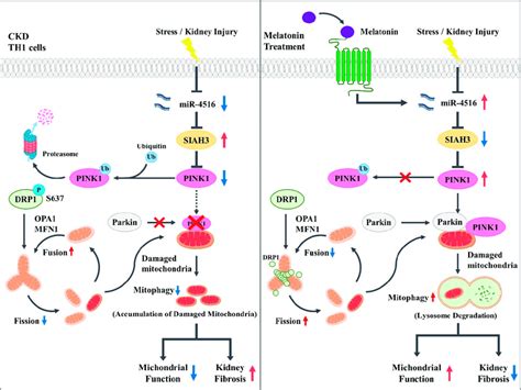 The Schematic Representation Of Mir 4516siah3pink1 Mitophagy Pathway