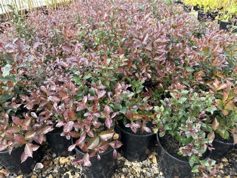 Acmena Purple Rain Lilly Pilly 8 Pot Hello Hello Plants