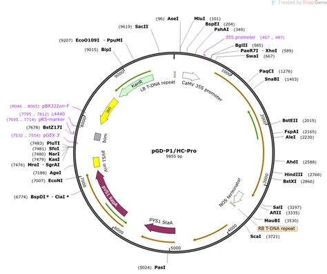 Addgene Pgd P1 Hc Pro