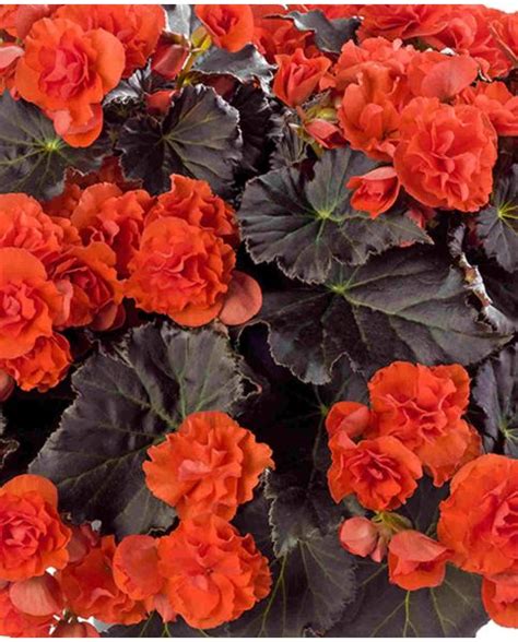 Begonia Solenia Chocolate Orange Hayloft