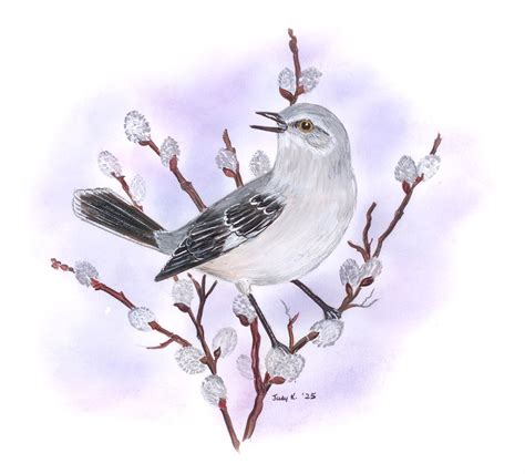 You Can Draw A Mockingbird Nature Friend Magazine