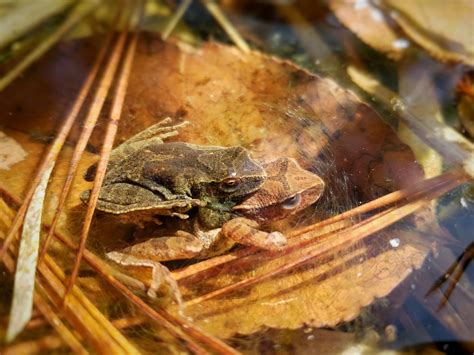 Spring Peeper Pseudacris Crucifer