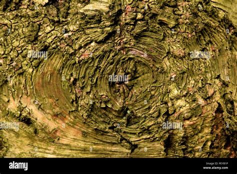 Tree Bark Texture Stock Photo Alamy