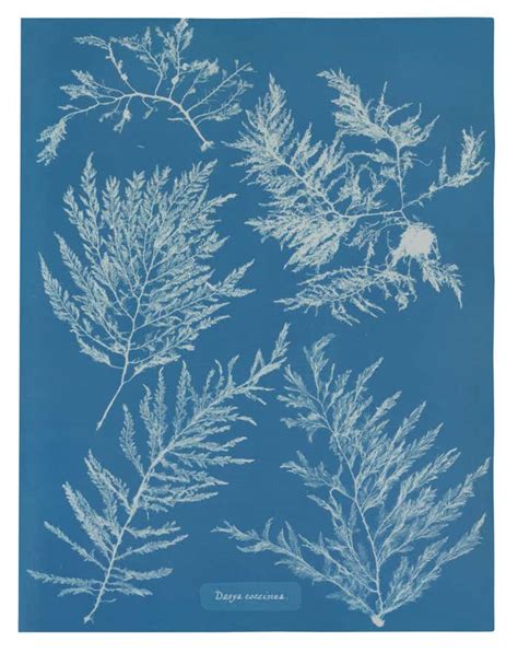 New Book Collates The Pioneering Photographs Of Anna Atkins New Scientist