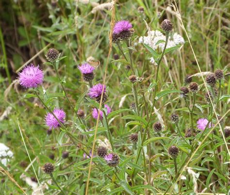 Weed Spray And Road Grading