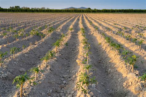 Kassava Bilder Durchsuchen 22284 Archivfotos Vektorgrafiken Und