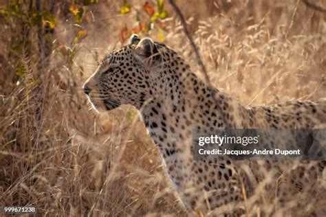 Golden Leopard Photos and Premium High Res Pictures - Getty Images
