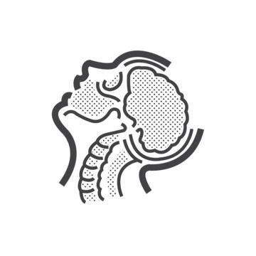 The Human Brain Spinal Cord Occipital Biology Vector Spinal Cord