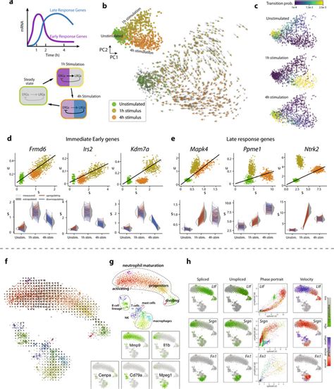 Rna Velocity Analysis Of Indrop Datasets Visual Stimulus Response Of