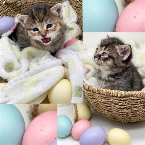 Foster Moms Emotional Sendoff To Freckles And Her Easter Egg