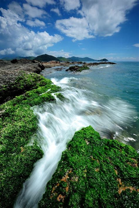Reef Grass Stock Image Image Of Green Looking Grass 121206125