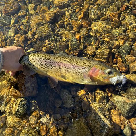 Streamers Page 4 St Peters Fly Shop