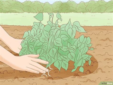 How To Grow Lima Beans Guide For Planting And Harvesting