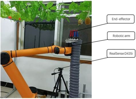Agronomy Free Full Text Kiwifruit Detection Method In Orchard Via An Improved Light Weight