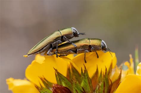 Look Out For These Five Beautiful Australian Beetles This Summer The
