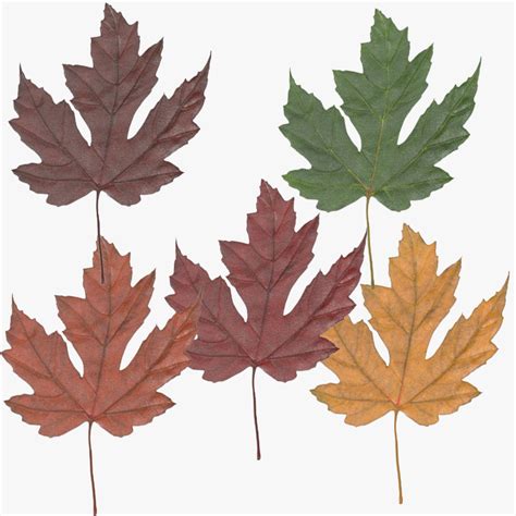 Maple Leaf 04 Red 3d Model 9 Max Obj C4d Free3d