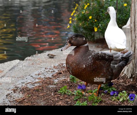 Ducks Relax On The Banks Of The San Antonio River As It Flows Through