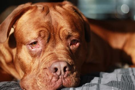 Titi French Mastiff Dog Gilbert Parker Flickr