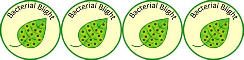 Bacterial Blight Quiz Plant Disease Diagnostics Clinic
