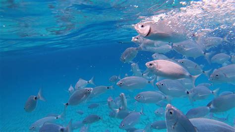 Water Surface From Underwater