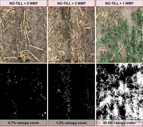 Effect Of Tillage Practice On Cover Crop Termination Timing On Soybean