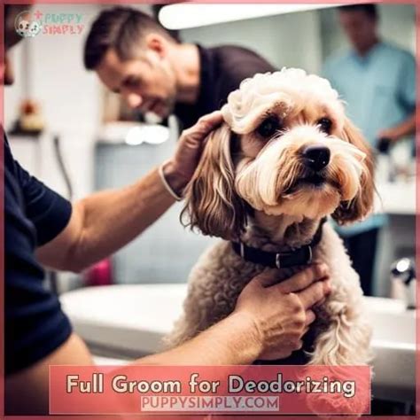 Why Does My Cockapoo Smell Like It Bathed In Garlic