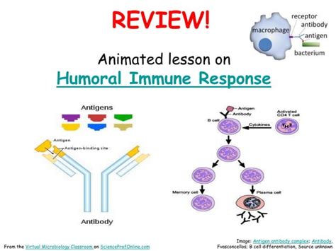 Immunology Basics Biology Lecture Powerpoint Vmcct Pptx