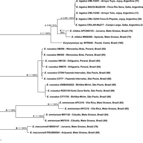 Consensus Topology Obtained In Maximum Likelihood Based On Concatenate Download Scientific