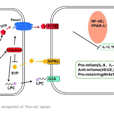 The Homologs Of Transcription Factors Regulating Apoptosis In C