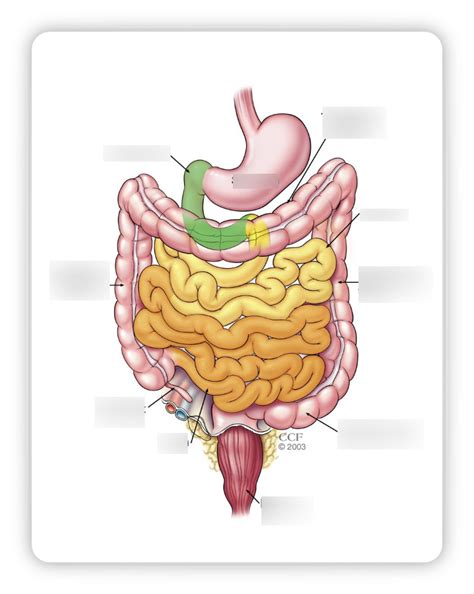 Small Intestine Diagram Quizlet Small Intestine Diagram Quizlet