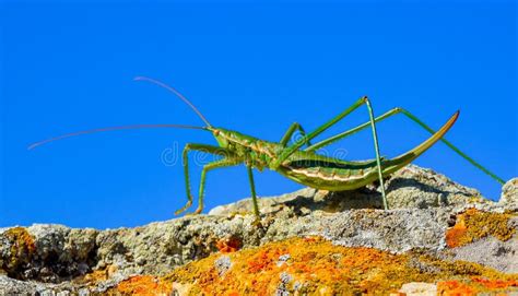 Predatory Bush Cricket Or The Spiked Magician Saga Pedo Orthoptera Stock Image Image Of
