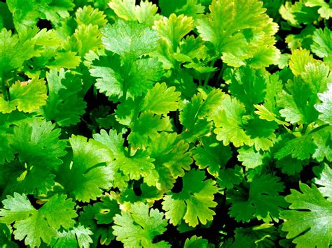 Coriander Color At Felipe Buffington Blog