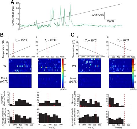 Degeneracy And Neuromodulation Among Thermosensory Neurons Contribute To Robust Thermosensory
