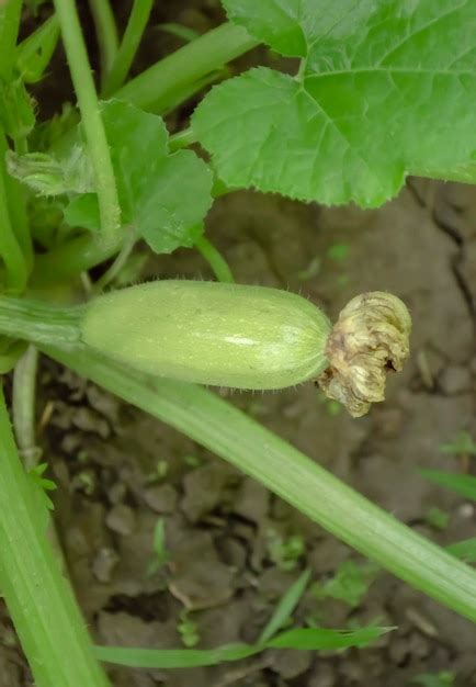 Premium Photo Small Zucchini On A Bush A Small Zucchini Grows