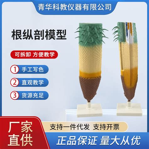 🌈「教育機構專用」青華根縱剖模型植物類根系解剖研究模型初高中生物教學科教儀器 蝦皮購物