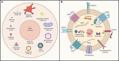 The Role Of Extracellular Vesicles In Cancer Cell