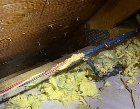 Understanding And Managing Squirrel Infestations In Your Attic