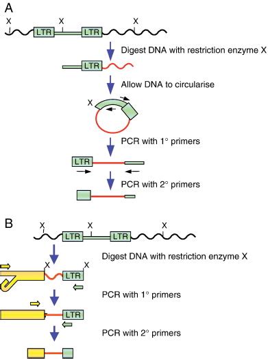 Isolation Of Retroviral Insertion Sites A Inverse Pcr Tumour Dna Is Download Scientific