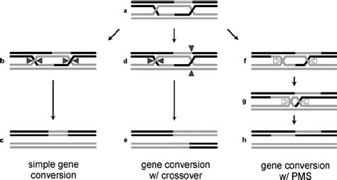 Three Models For Generating Recombination Products From A Double
