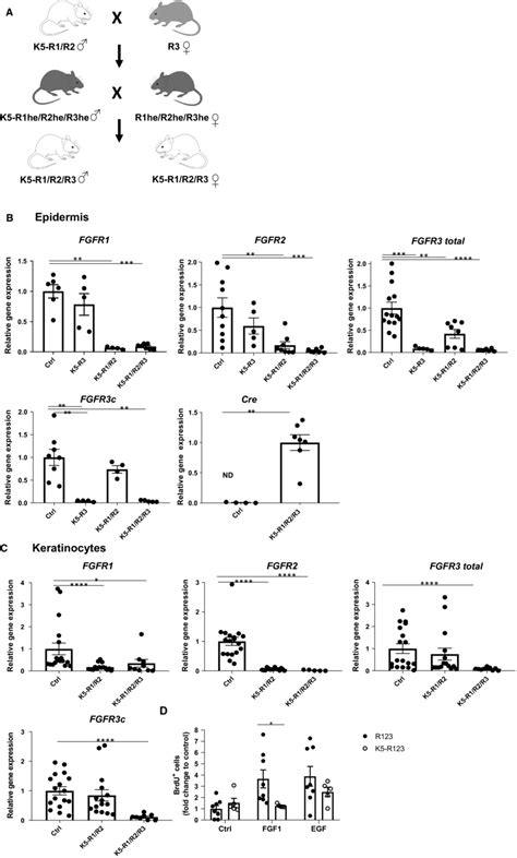 Verification Of The Fgfr3 Knockout In The Mutant Epidermis And In