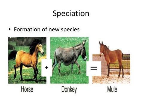 Biology 16 3 The Process Of Speciation 1